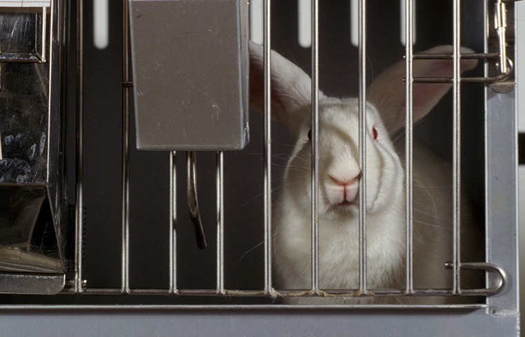Alternativas experimentales al uso de animales en laboratorios - Gaceta UNAM
