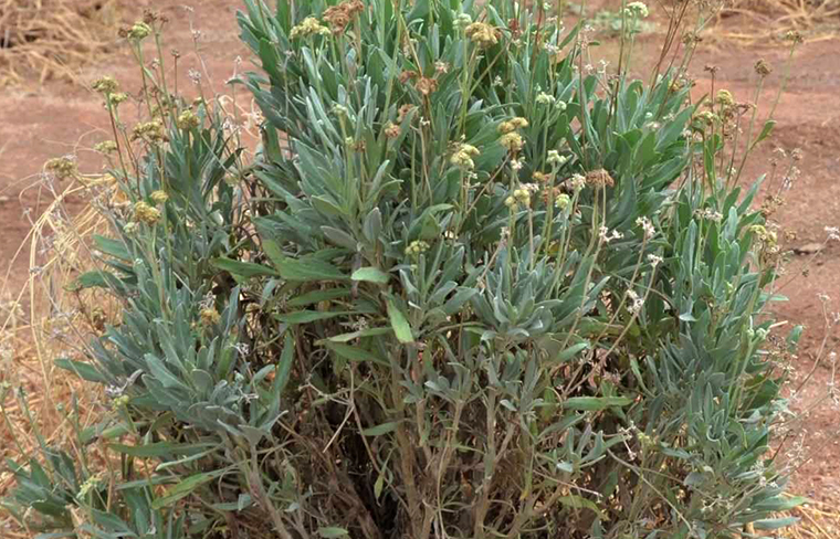 Propiedades anticancerígenas y antinflamatorias del guayule - Gaceta UNAM