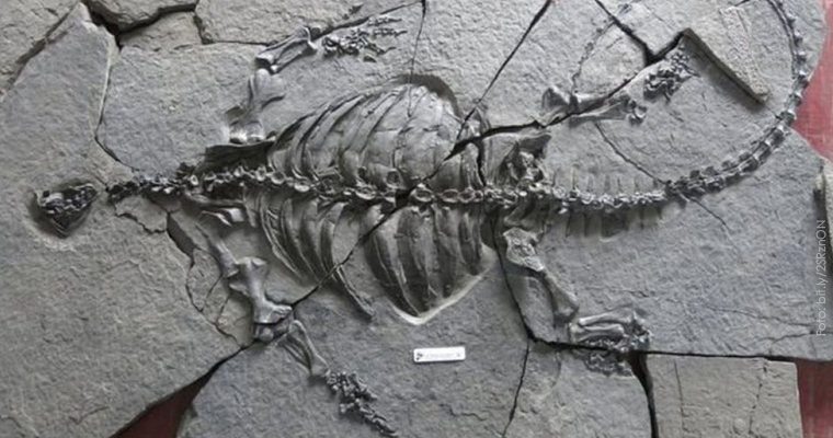 Describen fósil de tortuga marina gigante del Cretácico Tardío - Gaceta ...